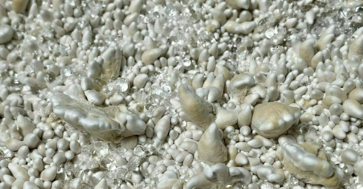 Learn how to Grow Magic Mushrooms Online Course | Fungi.org