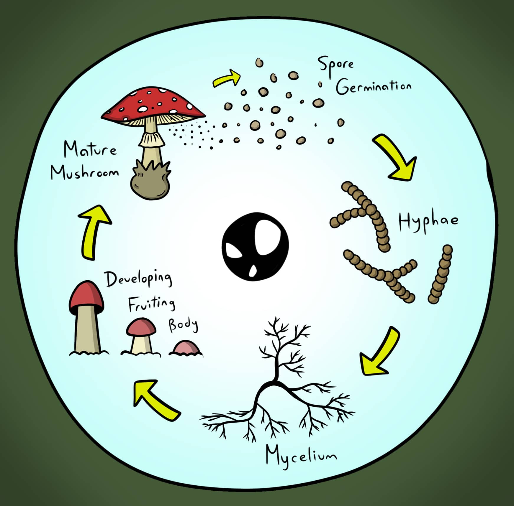 Magic Mushroom Cultivation Summary Overview | Fungi.org